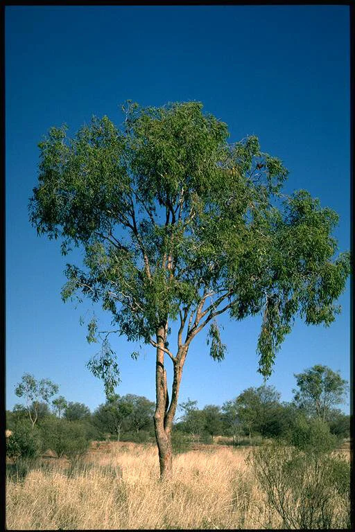 Corymbia terminalis (Desert Bloodwood) — Territory Native Plants