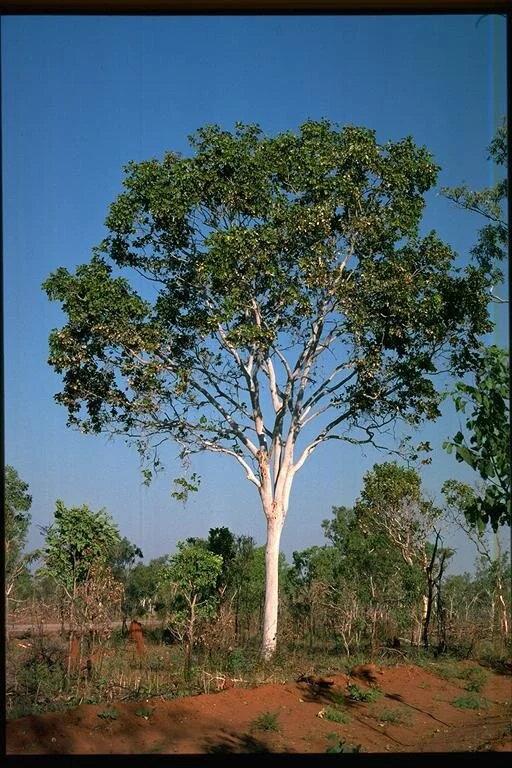 Corymbia grandifolia (Large-leaf Cabbage Gum) — Territory Native Plants