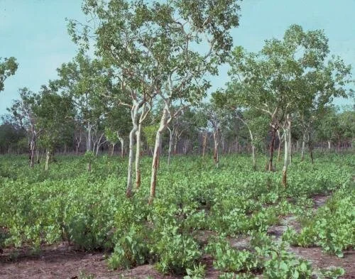 Corymbia grandifolia (Large-leaf Cabbage Gum) — Territory Native Plants
