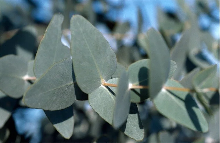 Eucalyptus gamophylla (Blue Mallee) — Territory Native Plants