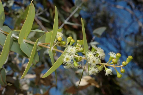Eucalyptus gamophylla (Blue Mallee) — Territory Native Plants