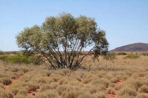 Eucalyptus gamophylla (Blue Mallee) — Territory Native Plants
