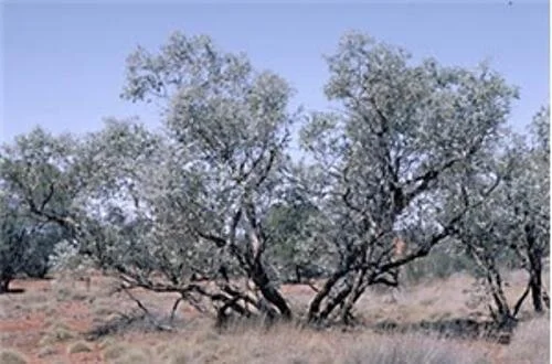 Eucalyptus gamophylla (Blue Mallee) — Territory Native Plants