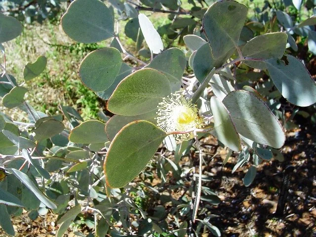 Eucalyptus gamophylla (Blue Mallee) — Territory Native Plants