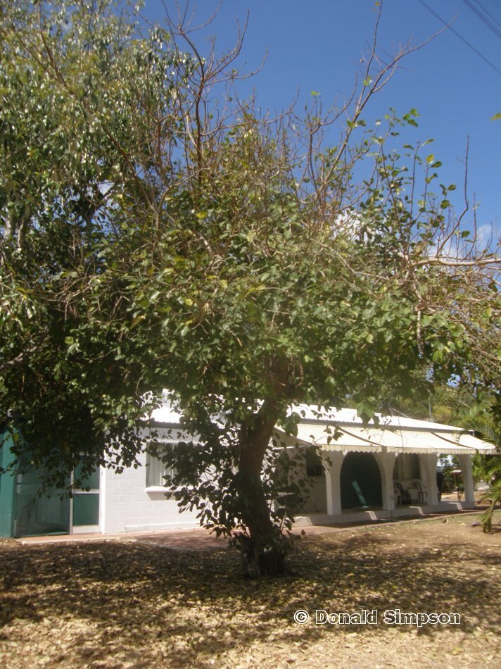 Ficus aculeata (Sandpaper Fig) — Territory Native Plants