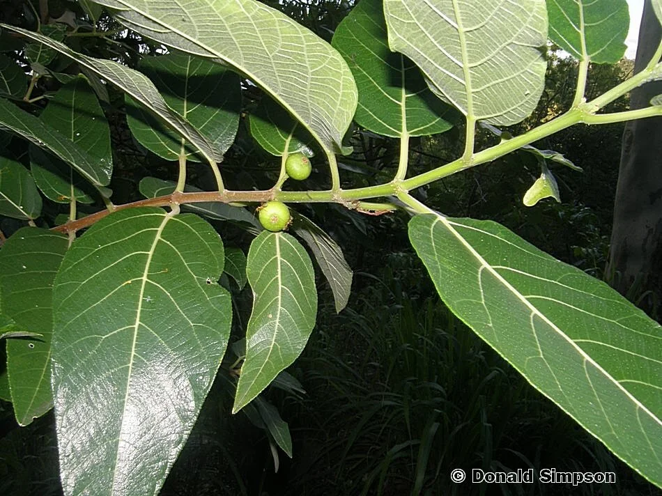Ficus aculeata (Sandpaper Fig) — Territory Native Plants
