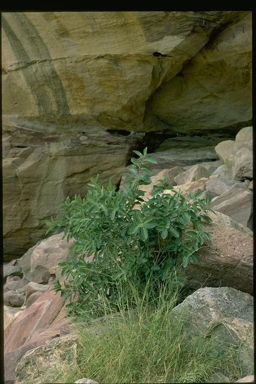 Ficus aculeata (Sandpaper Fig) — Territory Native Plants