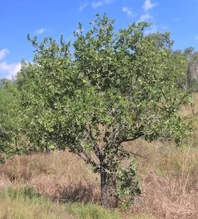Ficus aculeata (Sandpaper Fig) — Territory Native Plants