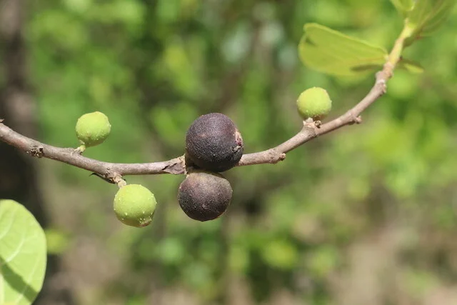 Ficus aculeata (Sandpaper Fig) — Territory Native Plants