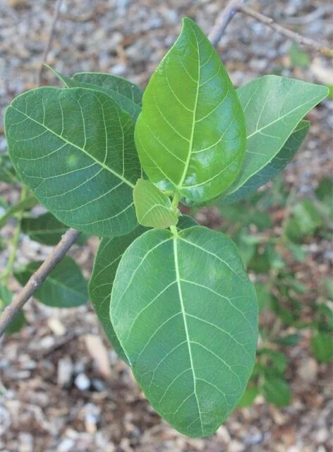 Ficus aculeata (Sandpaper Fig) — Territory Native Plants