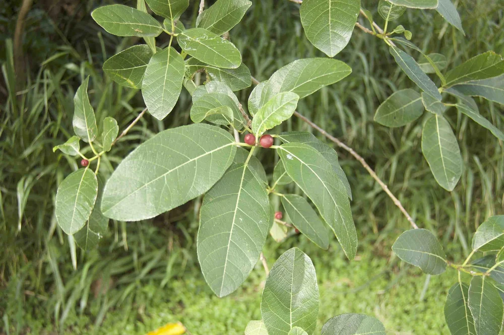 Ficus aculeata (Sandpaper Fig) — Territory Native Plants