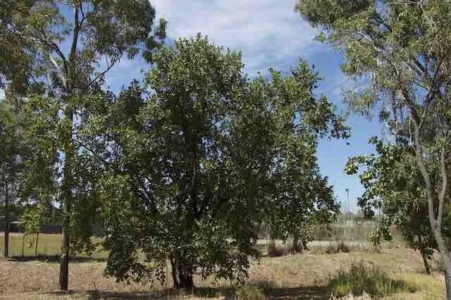 Ficus aculeata (Sandpaper Fig) — Territory Native Plants