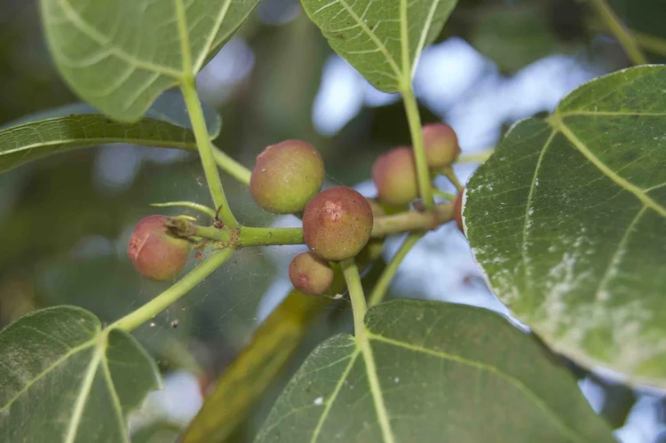 Ficus aculeata (Sandpaper Fig) — Territory Native Plants