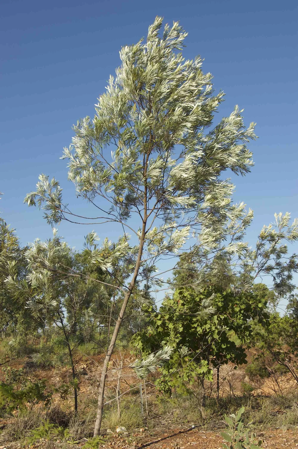Grevillea refracta (Silver-Leaf Grevillea) — Territory Native Plants