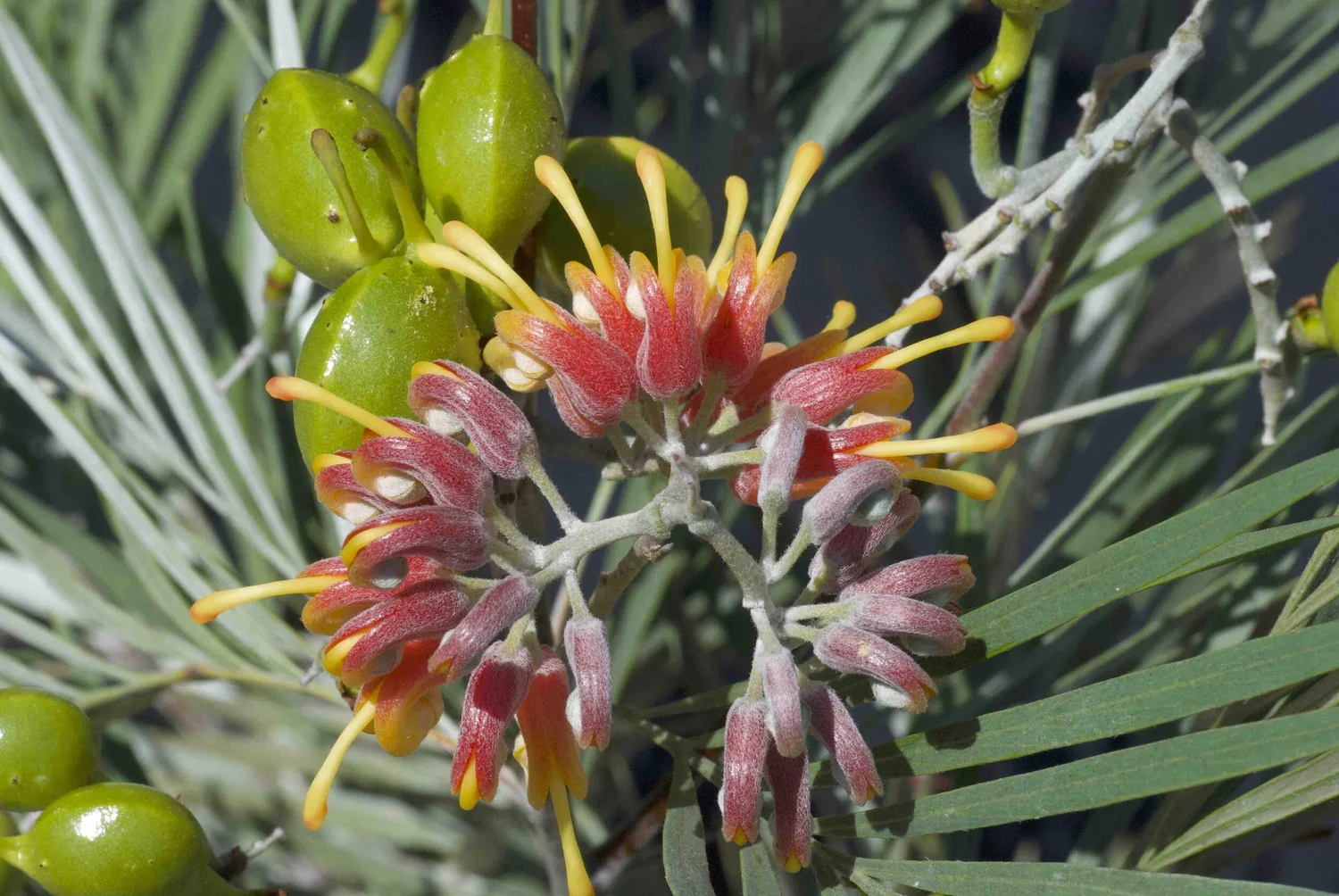 Grevillea refracta (Silver-Leaf Grevillea) — Territory Native Plants