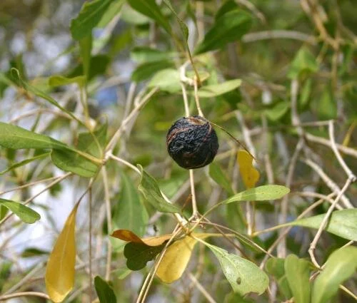 Terminalia arostrata (Nutwood) — Territory Native Plants