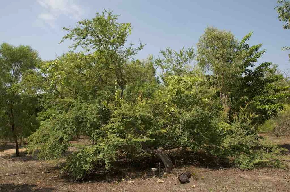 Bauhinia cunninghamii (Bean Tree) — Territory Native Plants