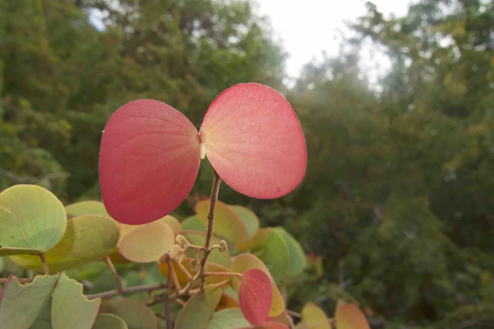 Bauhinia cunninghamii (Bean Tree) — Territory Native Plants