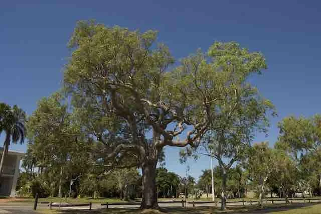 Alstonia actinophylla (Northern Milkwood) — Territory Native Plants