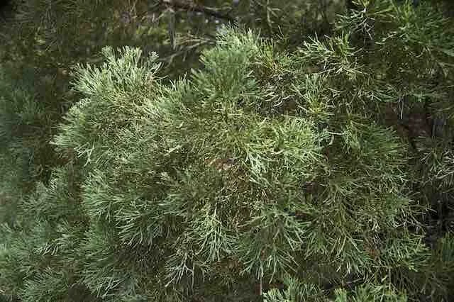 Callitris intratropica (Northern Cypress Pine) — Territory Native Plants