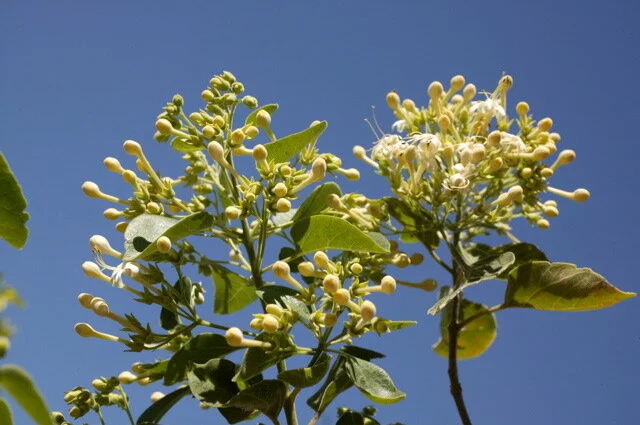 Clerodendrum floribundum (Lolly Bush) — Territory Native Plants