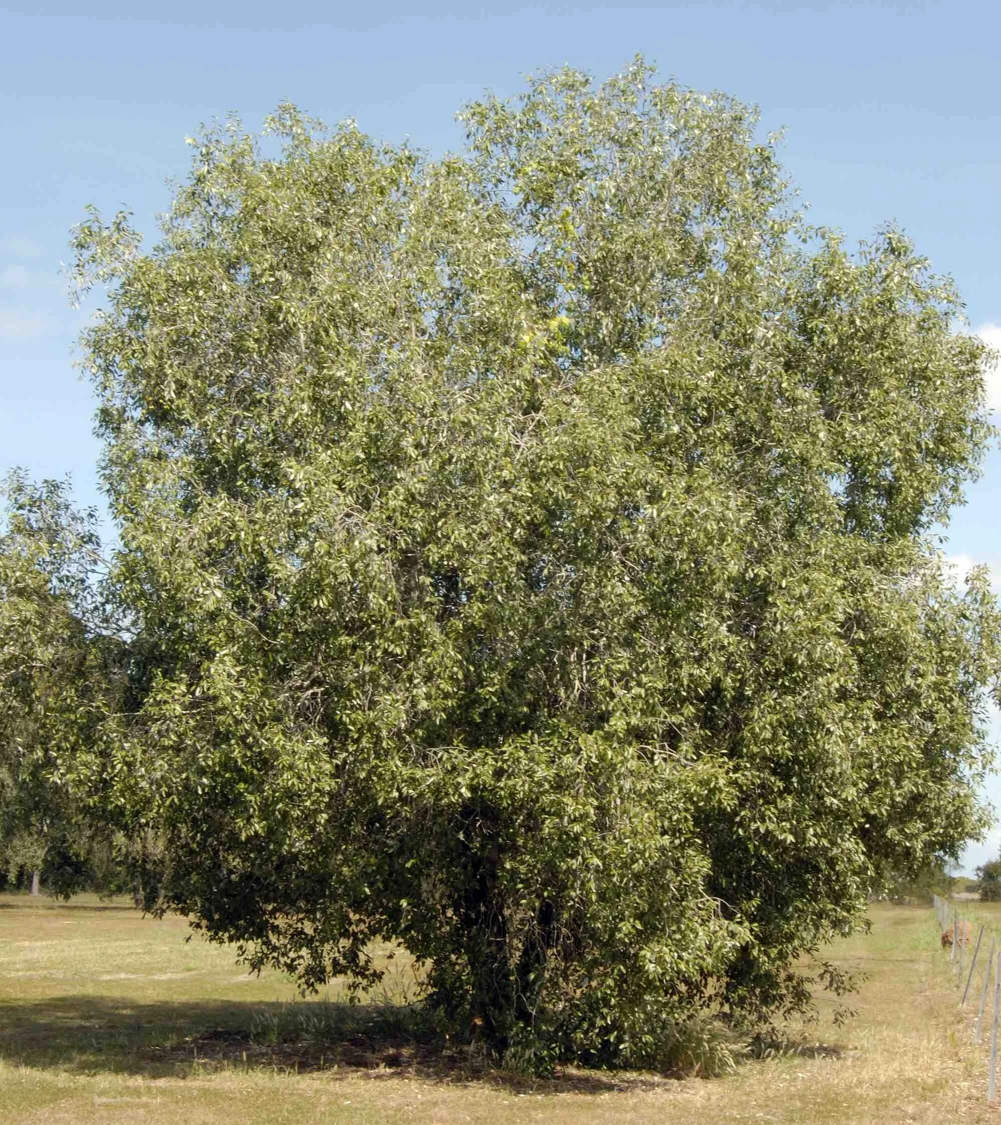Denhamia obscura (Wooodland Feature) — Territory Native Plants