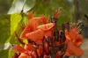 Erythrina vespertilio (Batswing Coral Tree) — Territory Native Plants