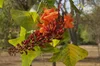 Erythrina vespertilio (Batswing Coral Tree) — Territory Native Plants