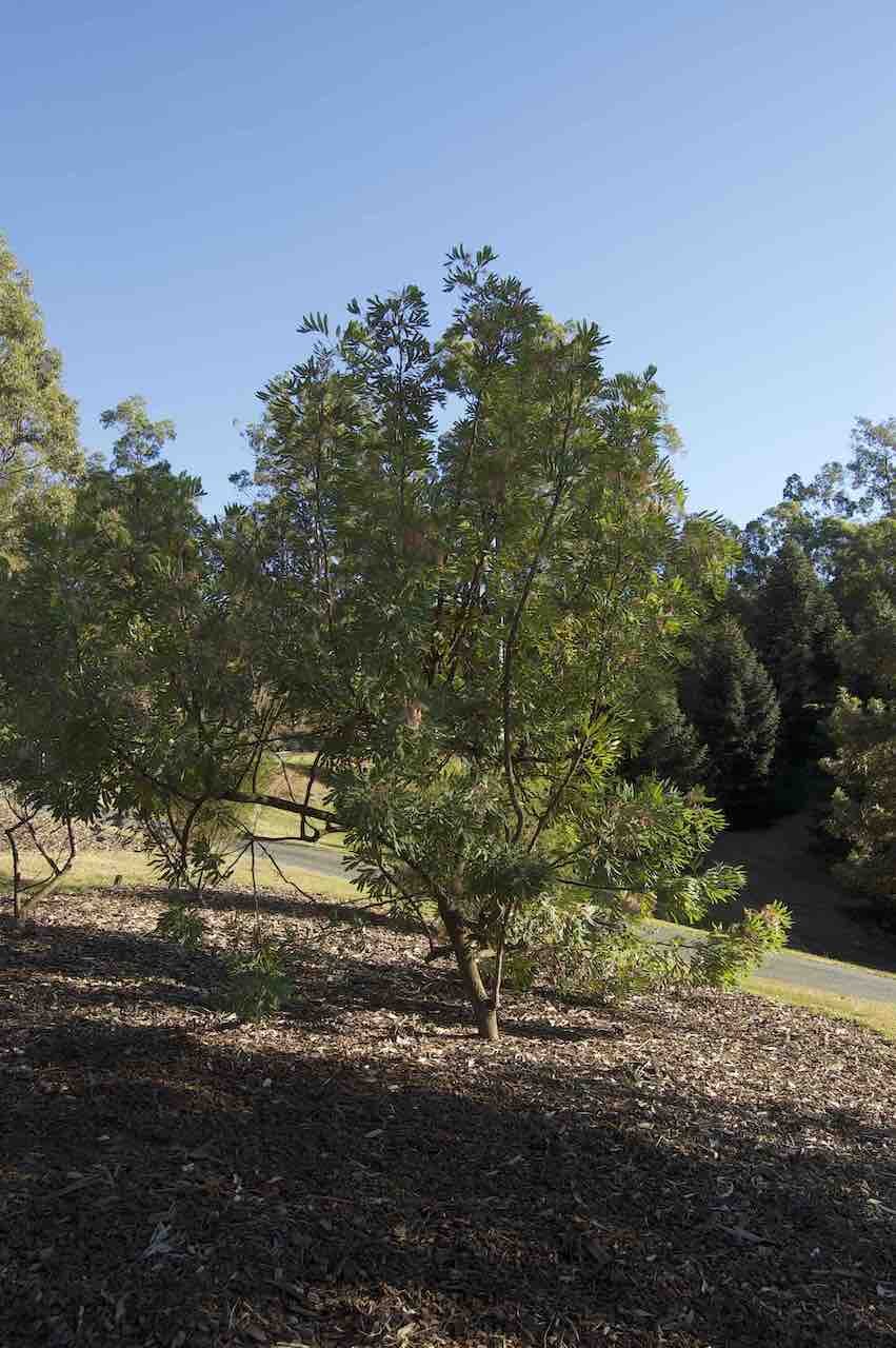 Grevillea decurrens (Clothes Peg Tree) — Territory Native Plants
