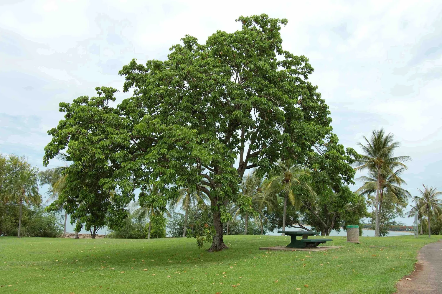 Sterculia quadrifida (Native Peanut) — Territory Native Plants