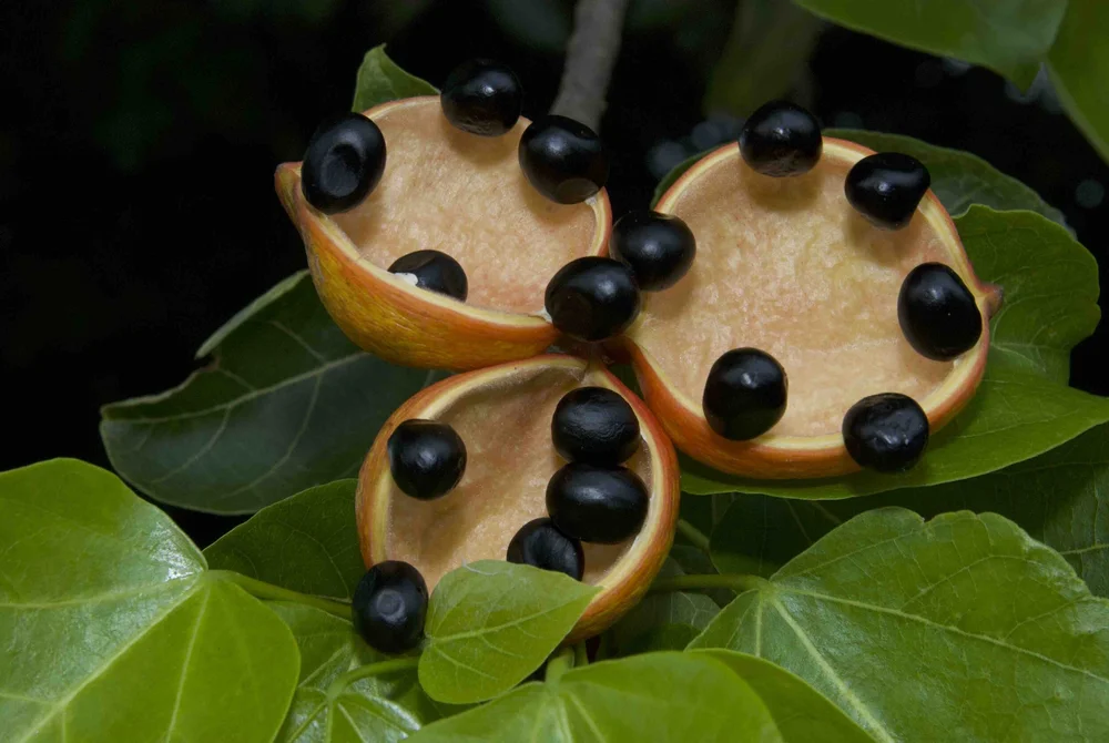 Sterculia quadrifida (Native Peanut) — Territory Native Plants