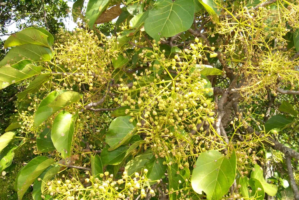 Sterculia quadrifida (Native Peanut) — Territory Native Plants