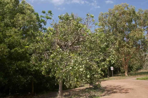 Syzygium eucalyptoides bleeseri (Native Apple) — Territory Native Plants