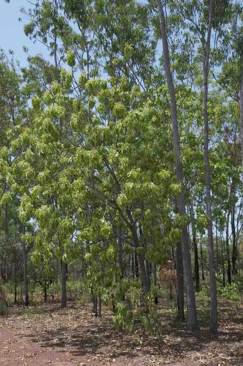 Terminalia ferdinandiana (Kakadu plum/Billy goat plum) — Territory ...
