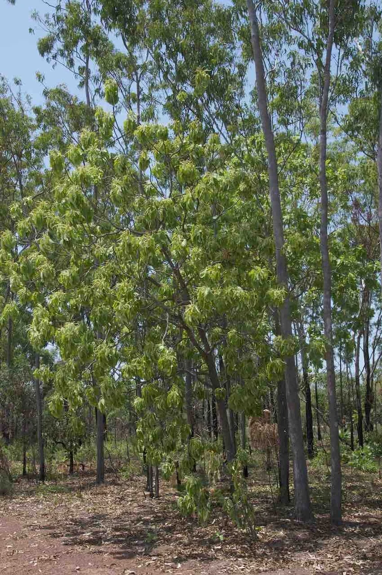 Terminalia ferdinandiana (Kakadu plum/Billy goat plum) — Territory ...