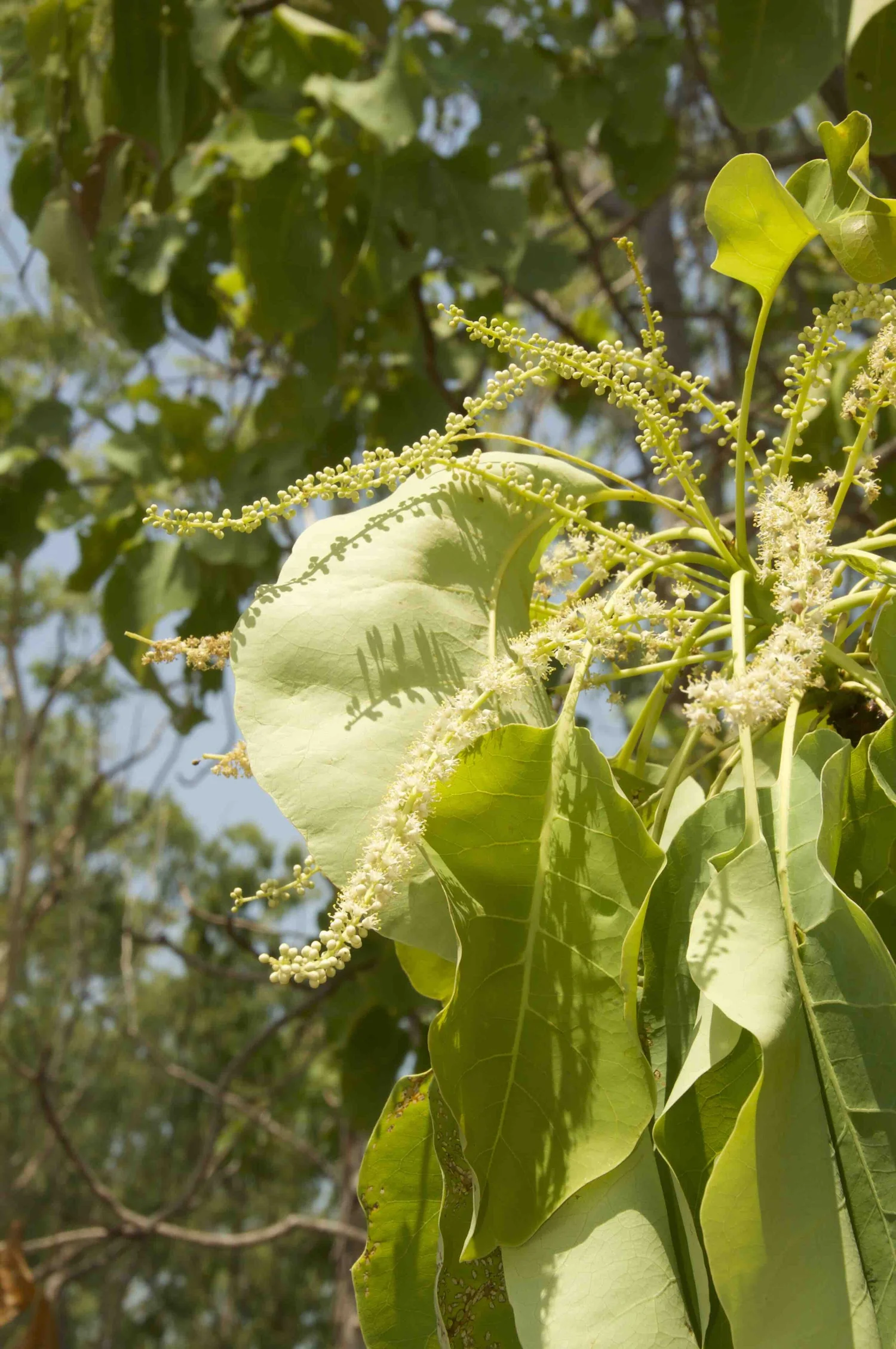 Terminalia ferdinandiana (Kakadu plum/Billy goat plum) — Territory ...