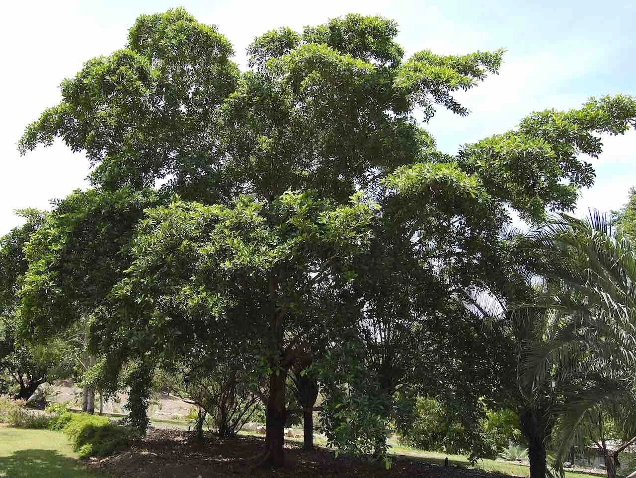 Terminalia microcarpa (Damson Plum) — Territory Native Plants