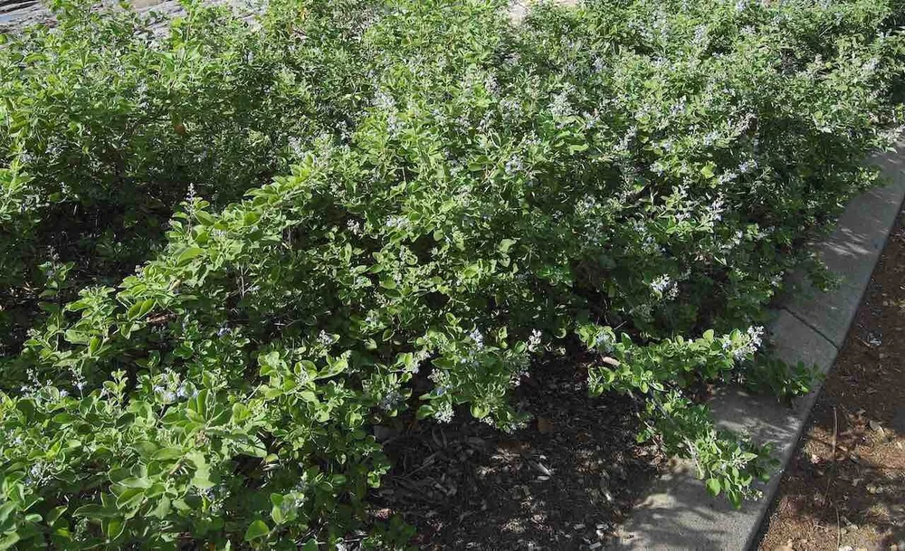 Vitex trifolia (Coastal vitex) — Territory Native Plants