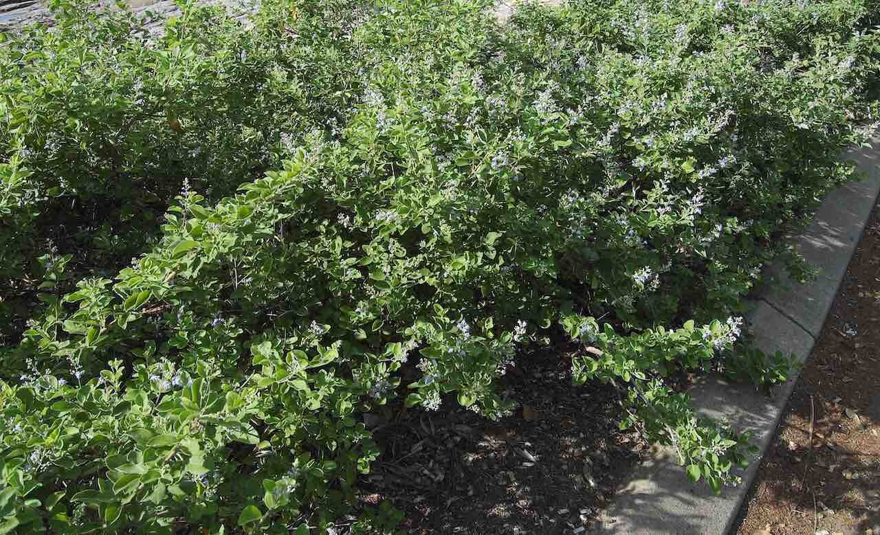 Vitex trifolia (Coastal vitex) — Territory Native Plants
