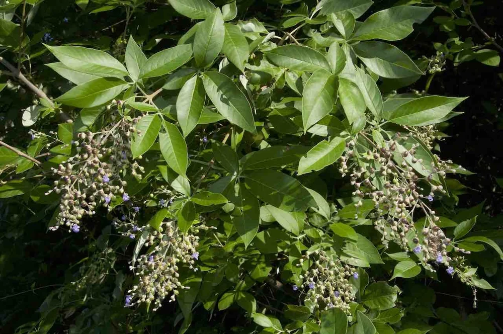 Vitex trifolia (Coastal vitex) — Territory Native Plants