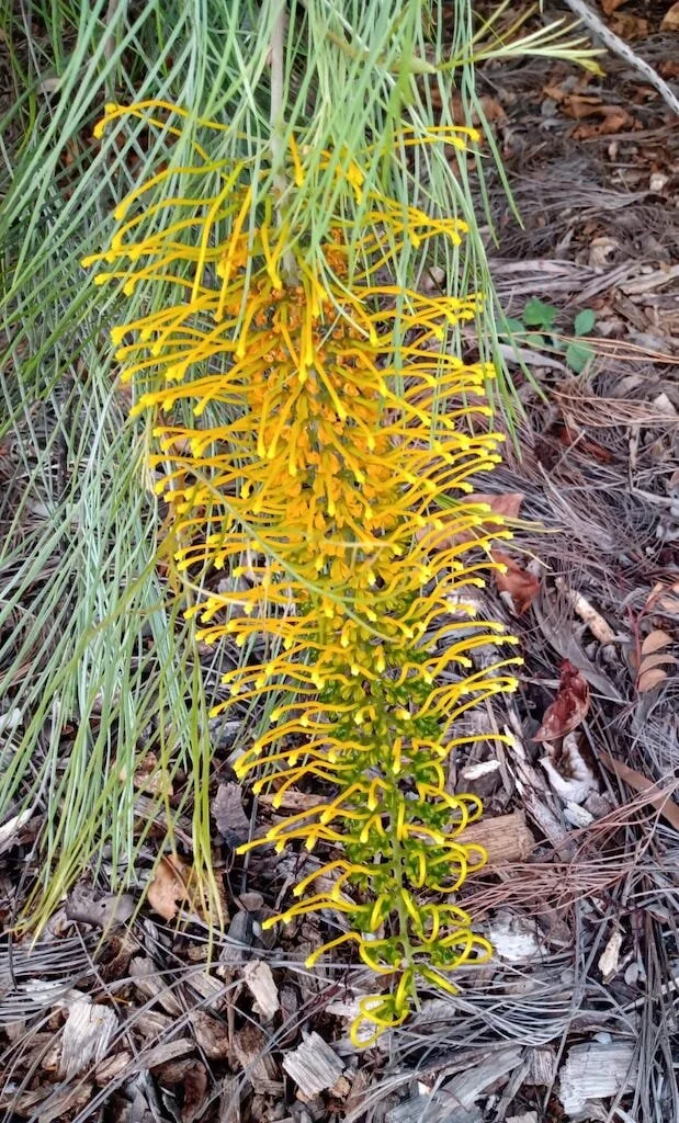 Grevillea formosa (Yellow, Mt Brockman) — Territory Native Plants