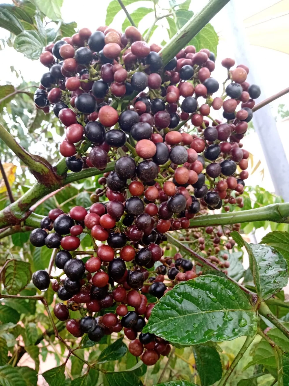 Leea novoguineensis (Bandicoot Berry) — Territory Native Plants