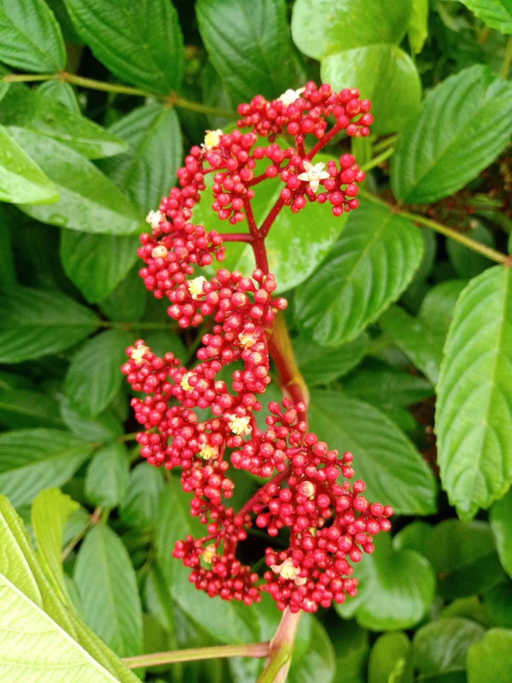 Leea rubra (Red Rubra) — Territory Native Plants