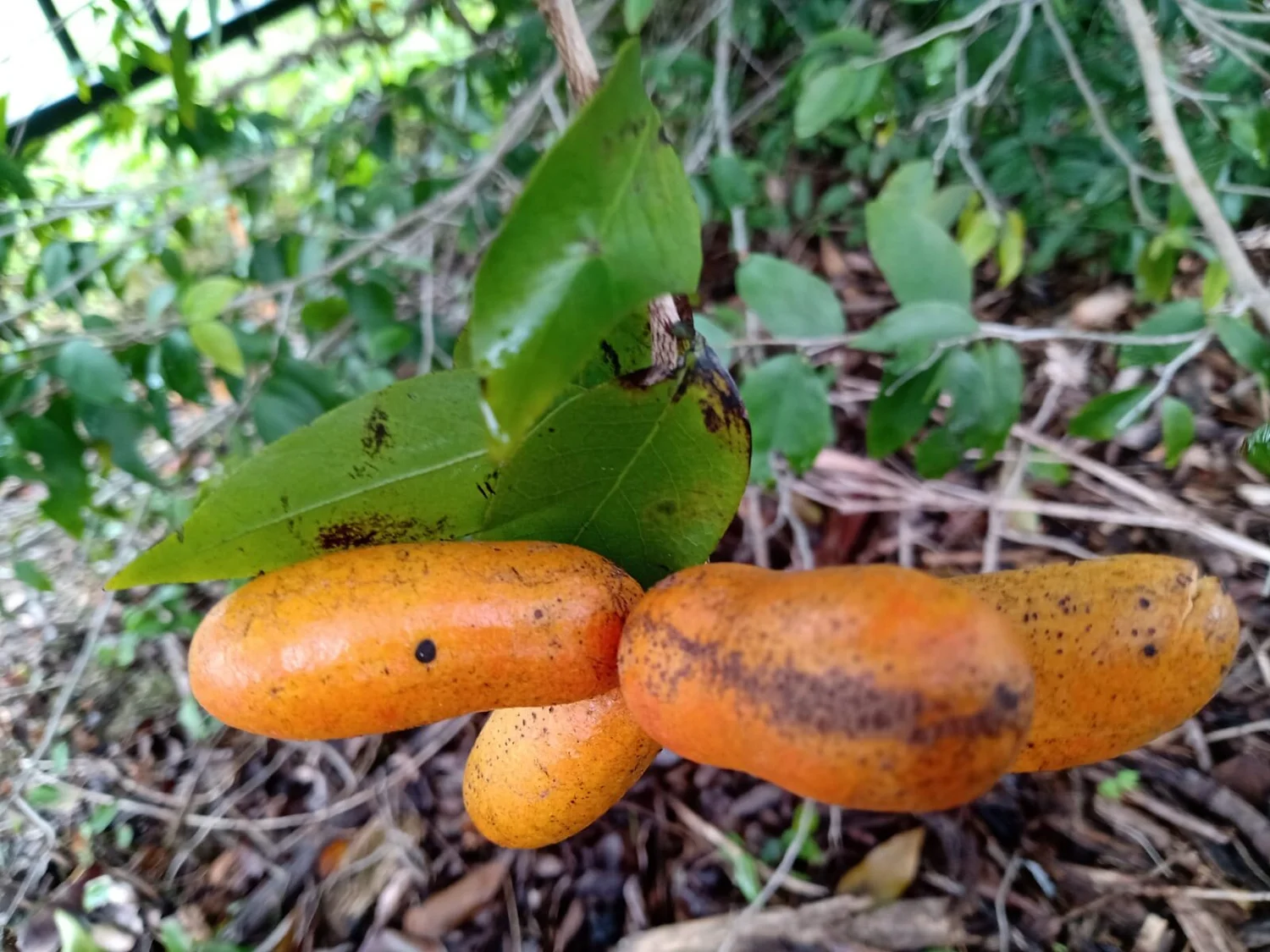 Meiogyne cylindrocarpa (Native Apricot) — Territory Native Plants