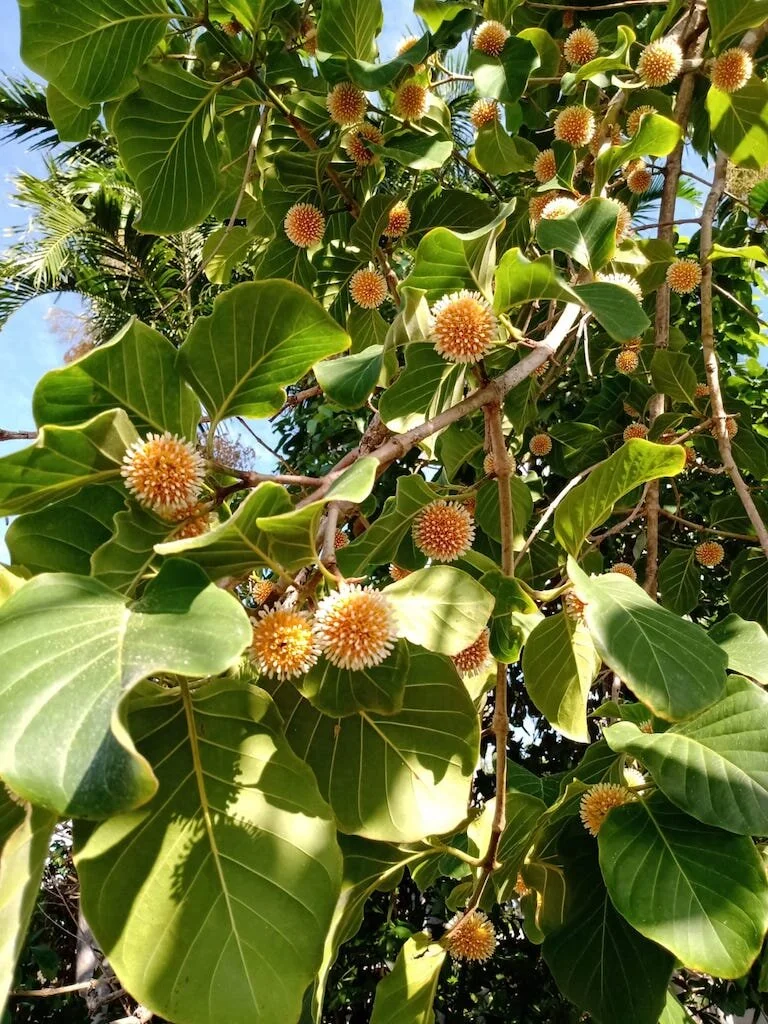 Nauclea orientalis (Leichhardt Tree) — Territory Native Plants