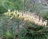 Grevillea dryandri (Dryandri) — Territory Native Plants