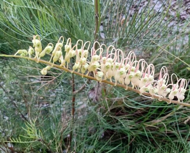 Grevillea dryandri (Dryandri) — Territory Native Plants