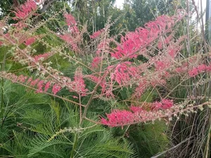 Grevillea dryandri (Dryandri) — Territory Native Plants