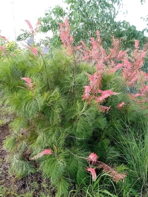 Grevillea dryandri (Dryandri) — Territory Native Plants