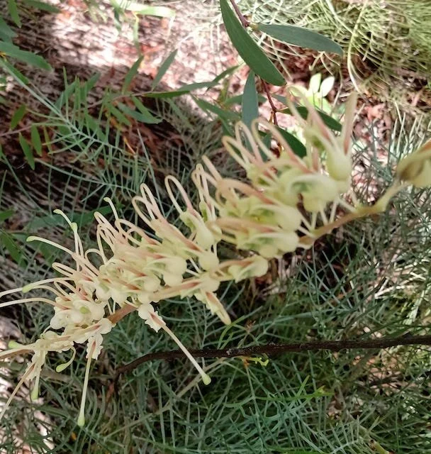 Grevillea dryandri (Dasycarpa) — Territory Native Plants